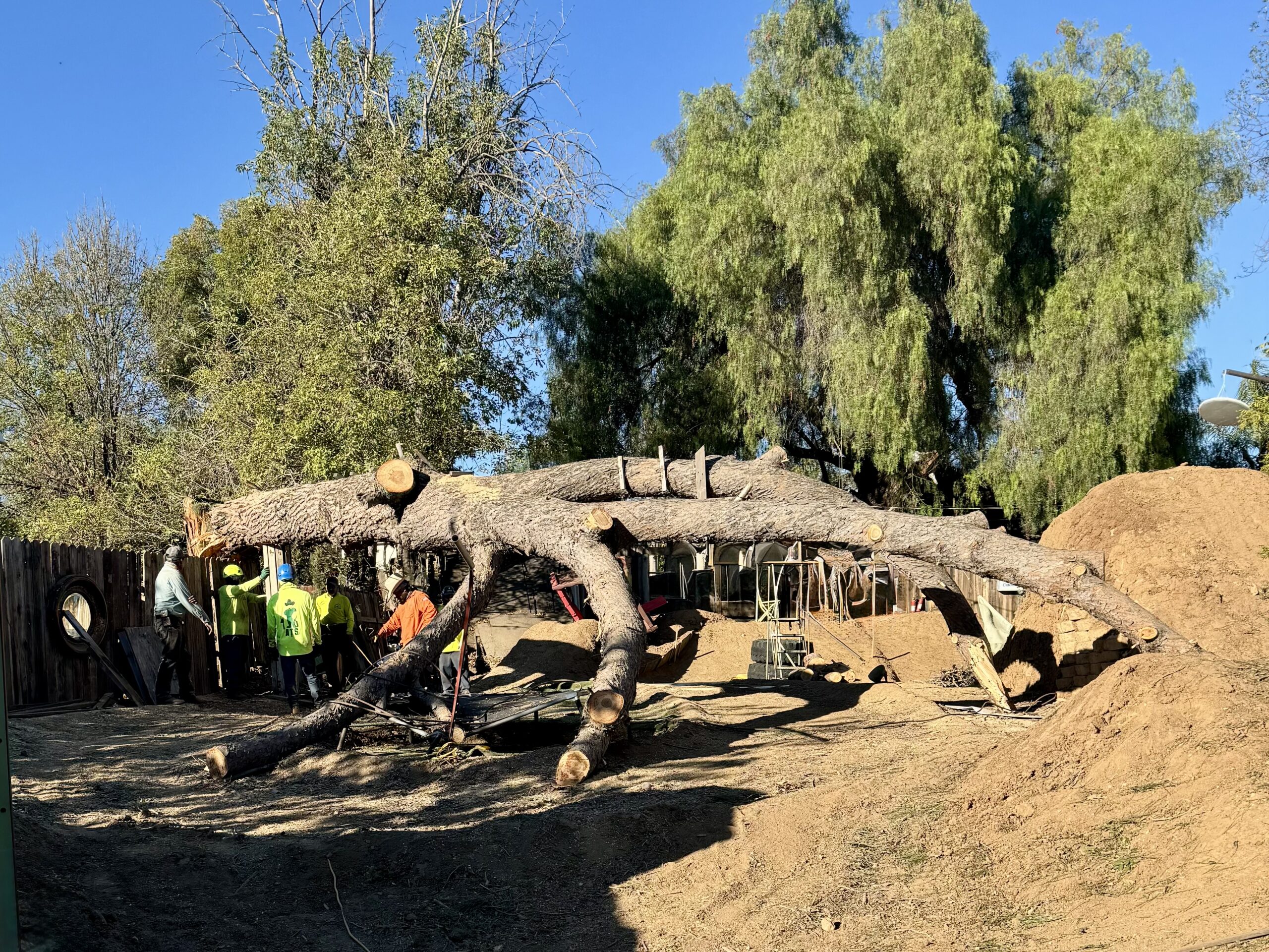 How Much Does Tree Removal Cost in Los Angeles? - Absolute Tree Surgeons