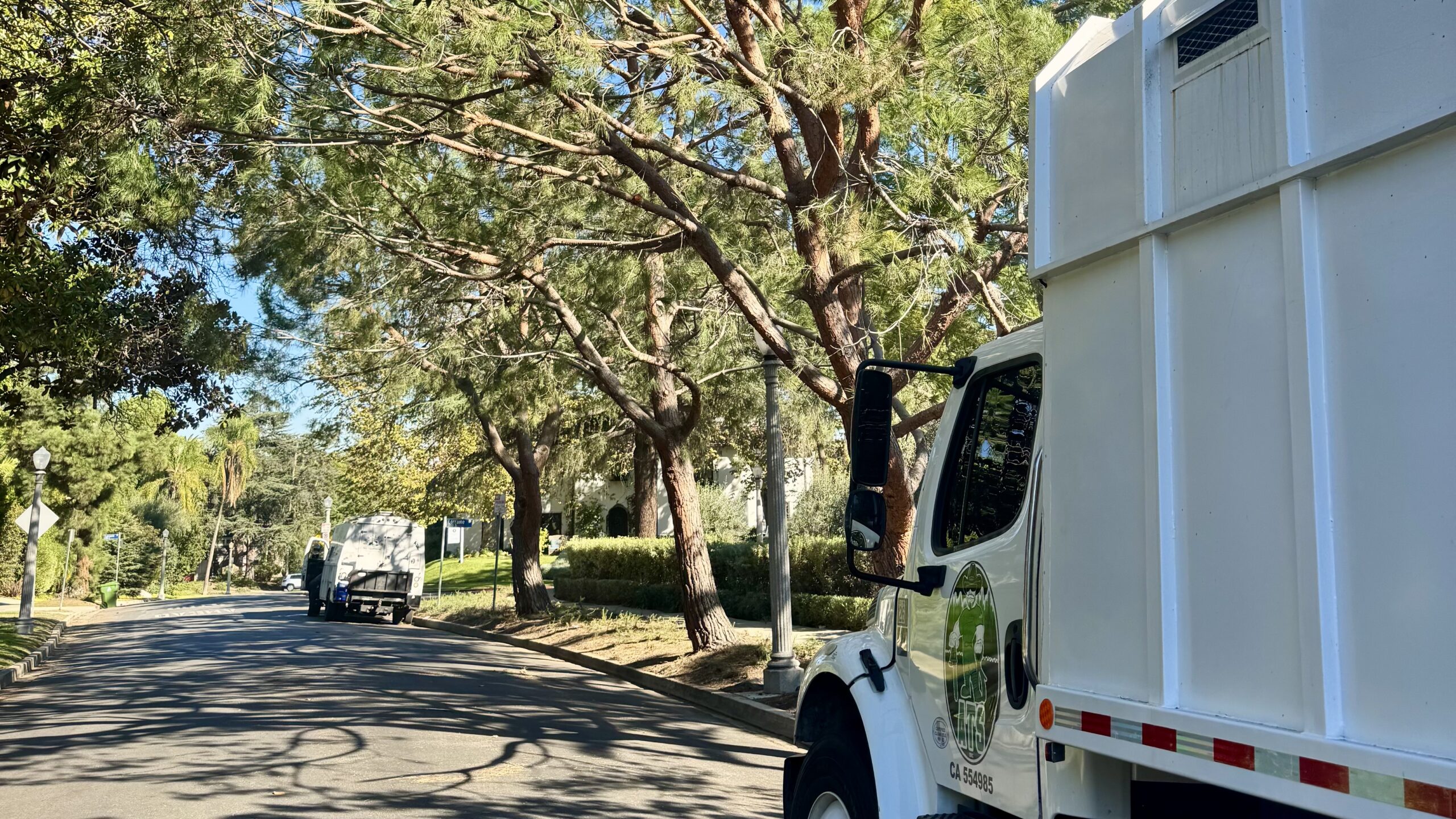 How Much Does Tree Removal Cost in Los Angeles? - Absolute Tree Surgeons